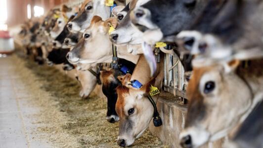 Labaran duniya da dumu-duminsu - RFI