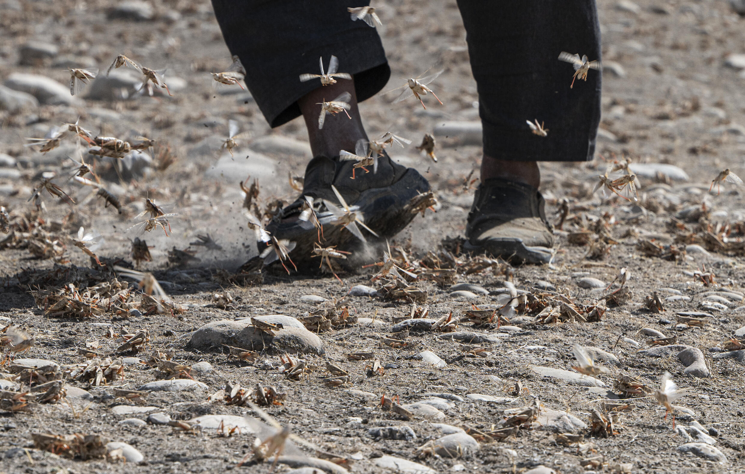 Afghan farmers despair as locusts plague precious crops