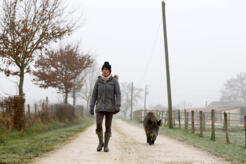 French court rules adopted wild boar 'Rillette' can stay with her owner