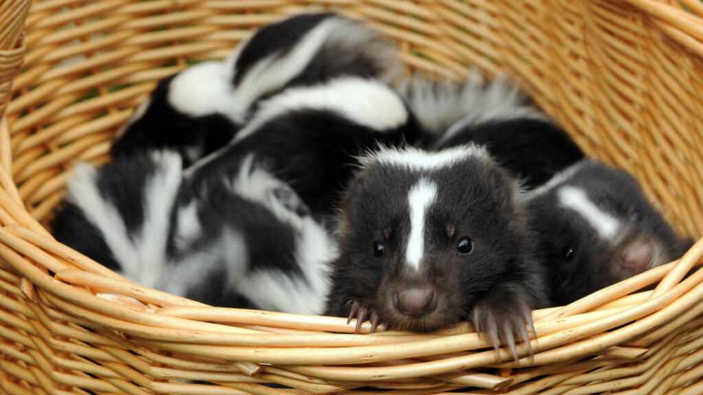Les animaux qui puent: sentir fort pour se sentir fort - C'est dans ta ...