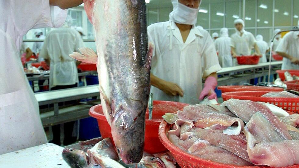 Tổ Chức Thương Mại Thế Giới : Việt Nam lại kiện Mỹ về cá da trơn