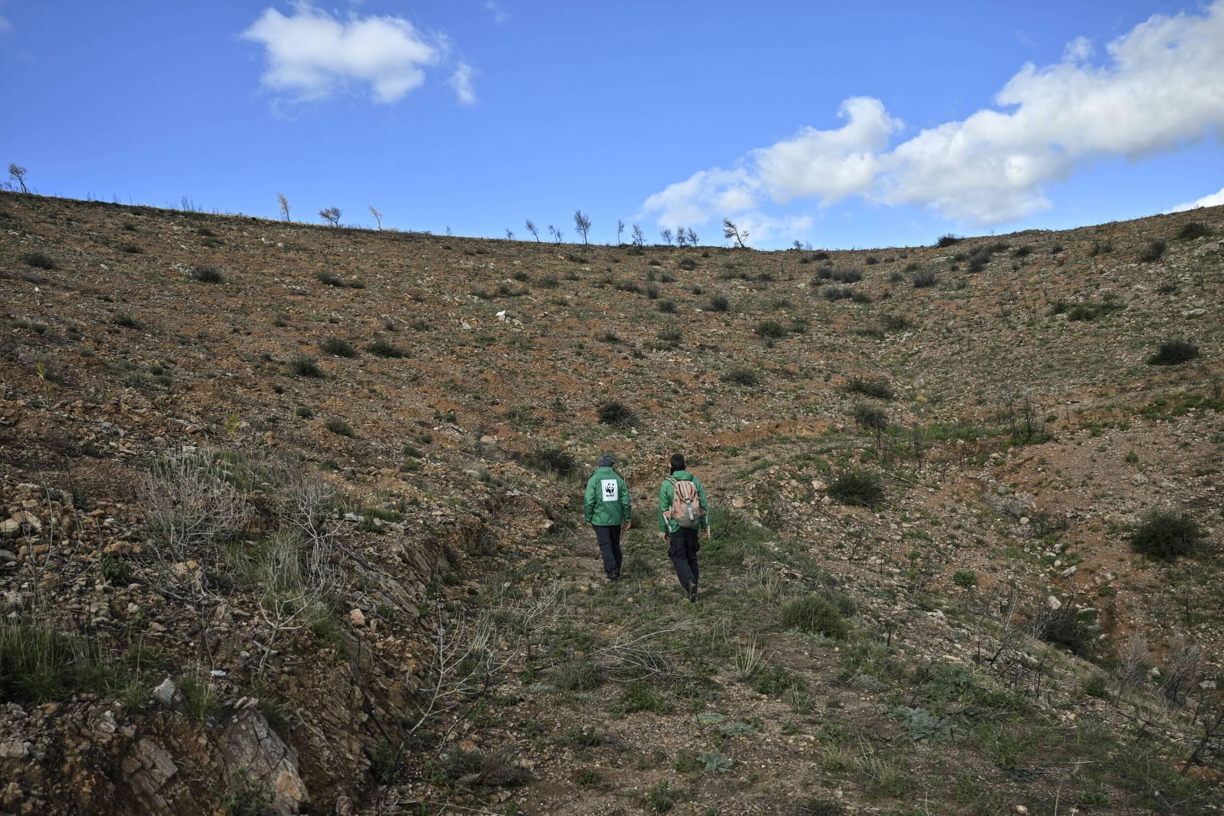 New hope for forests of ancient Athens' silver hills