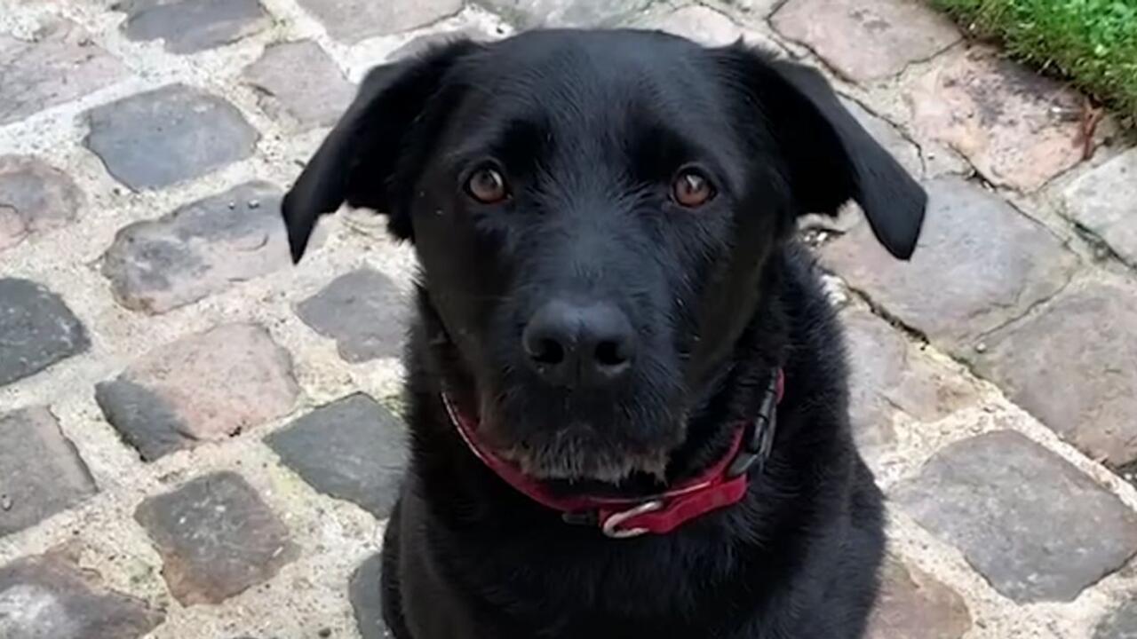 France's first dog 'Nemo' stars in presidential plea against cruelty to ...