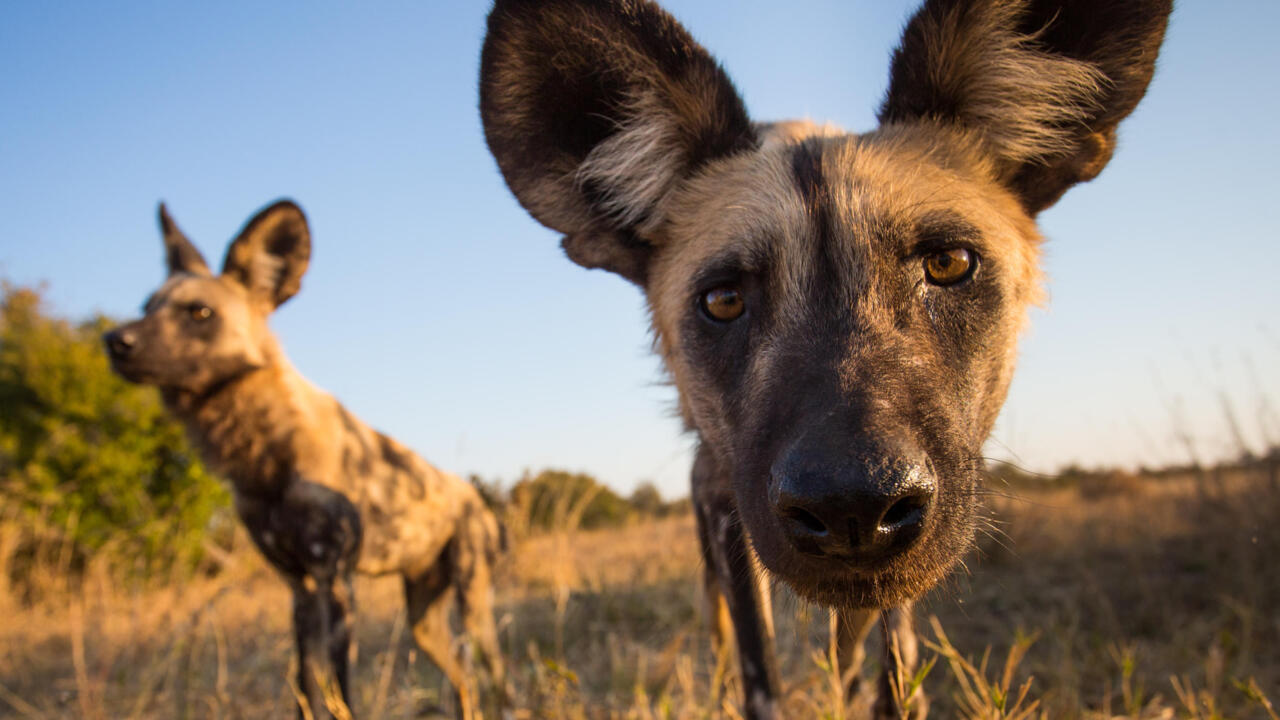 Zimbabwe painted dog populations plummet in Mana Pools National Park