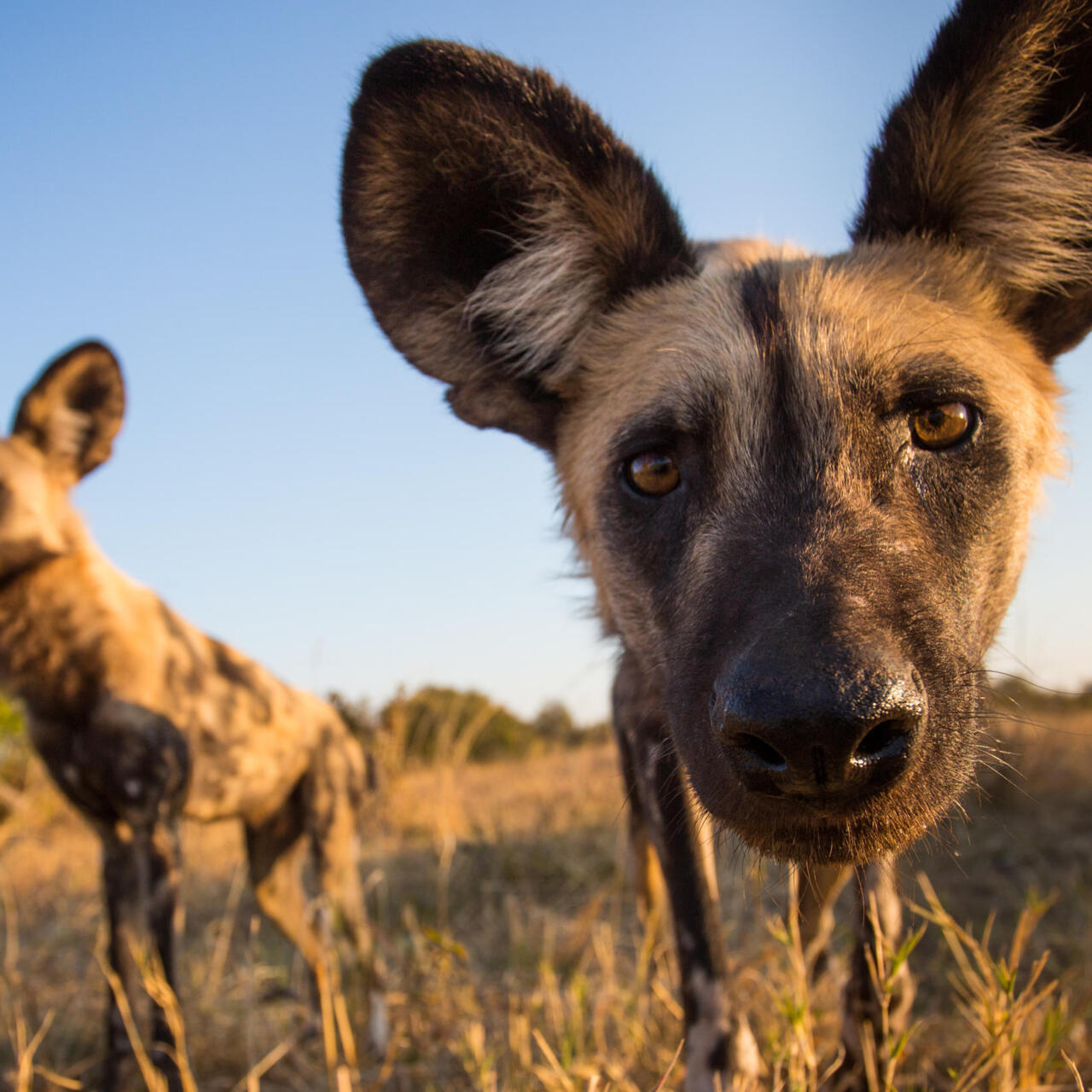 Why Are African Wild Dogs Going Extinct