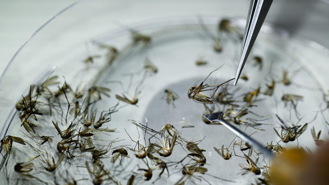 Argentine: des moustiques rouges et stériles pour lutter contre la dengue