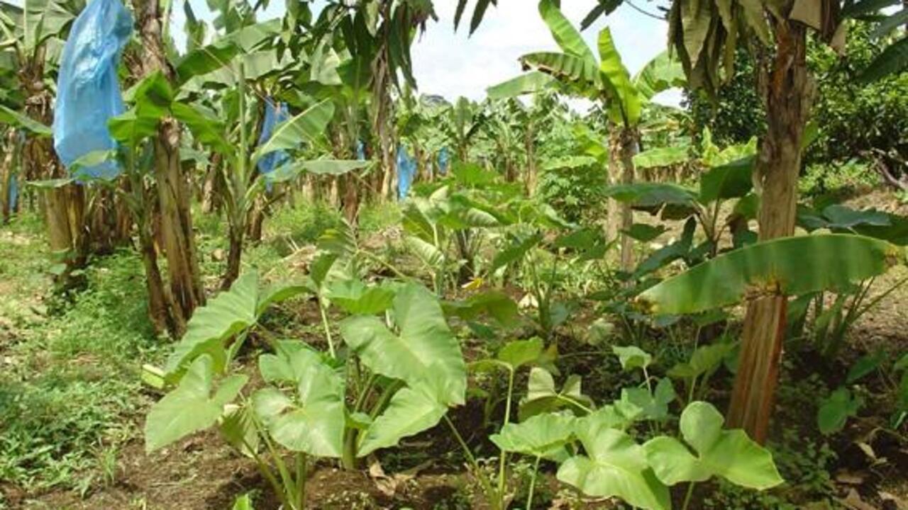 Comment remédier à la pollution au pesticide chlordécone