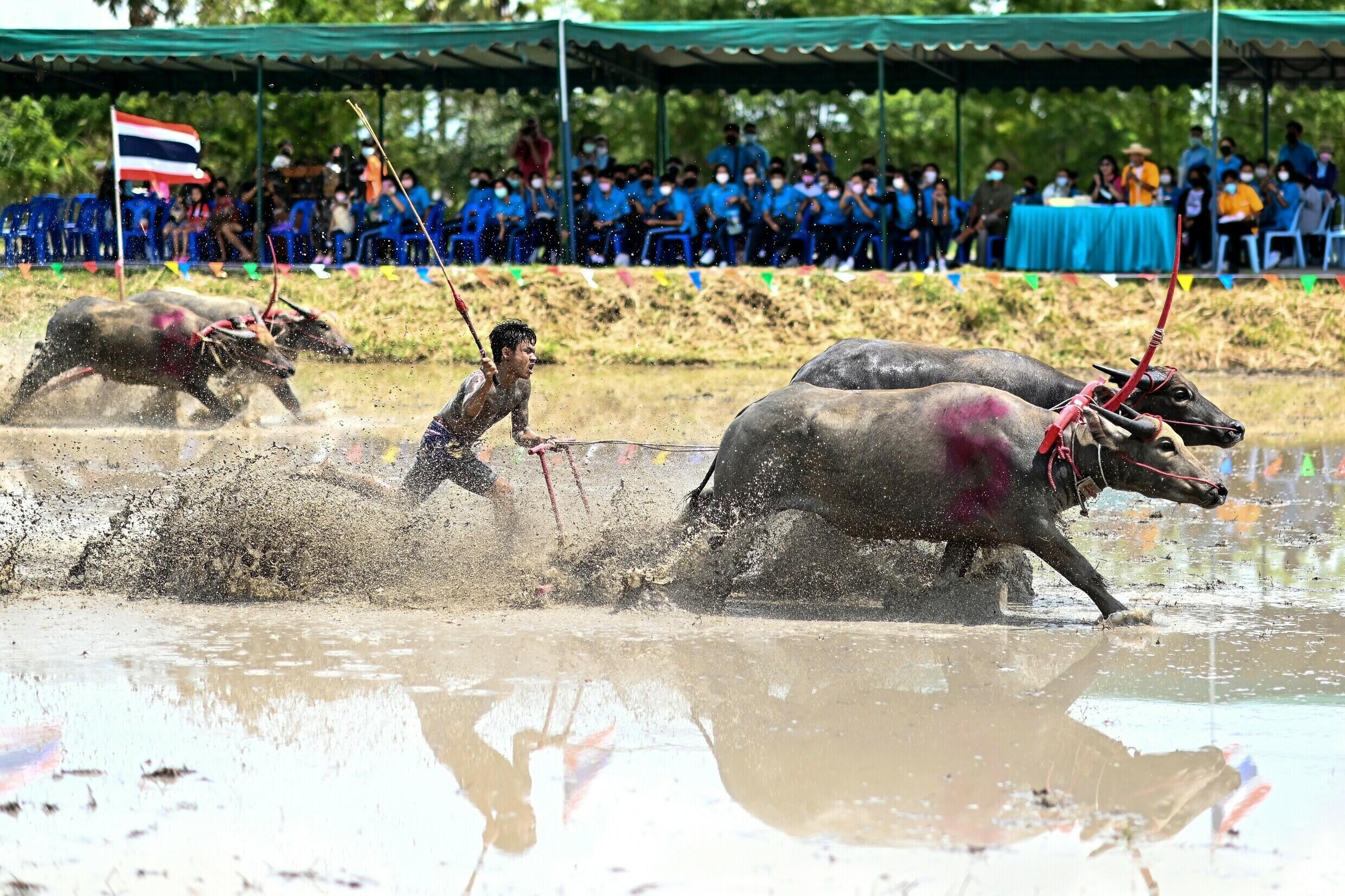 Mud, sweat and cheers: Traditional Thai water buffalo race enthralls crowds