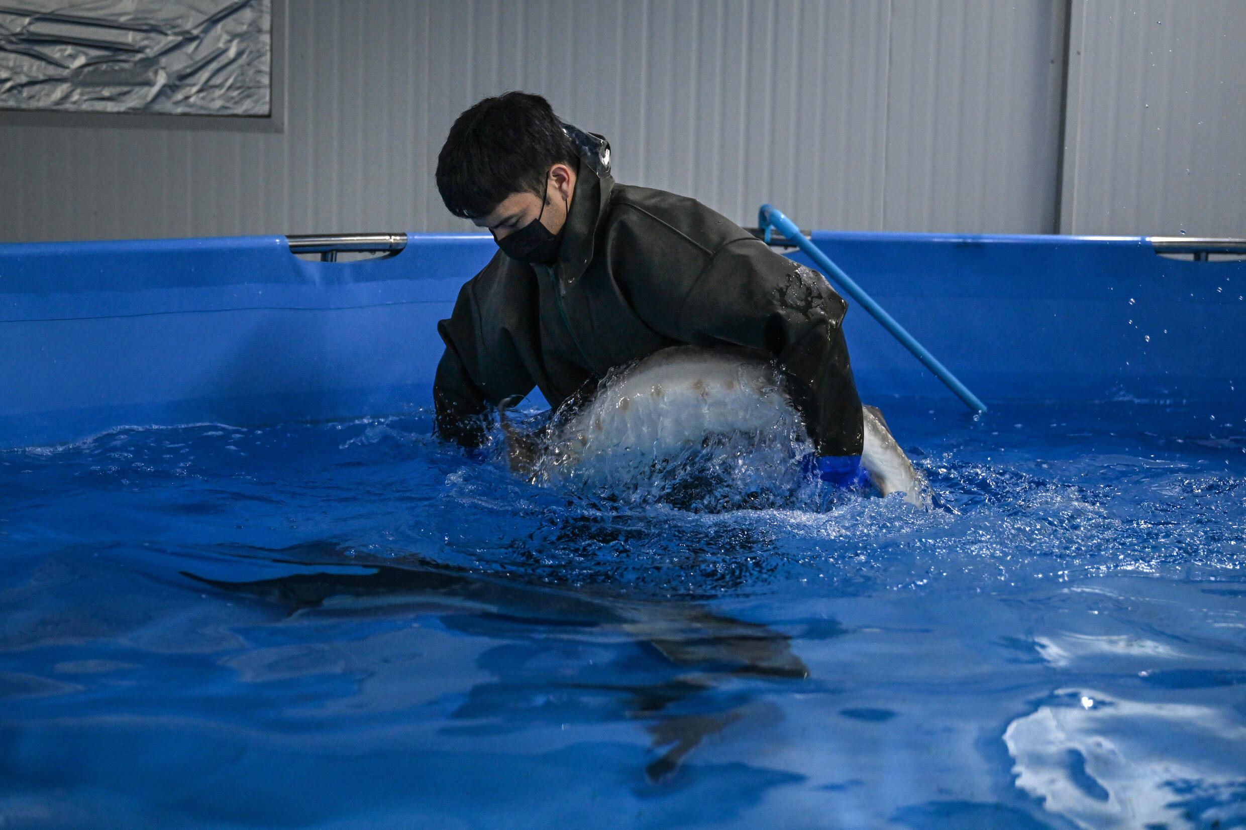 Thai... caviar? Farm produces delicacy in tropical climate