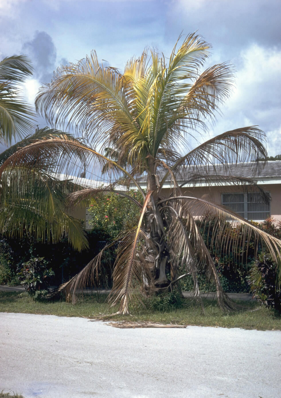 Guadeloupe to fell 'exotic' coconut trees to stem coastal erosion