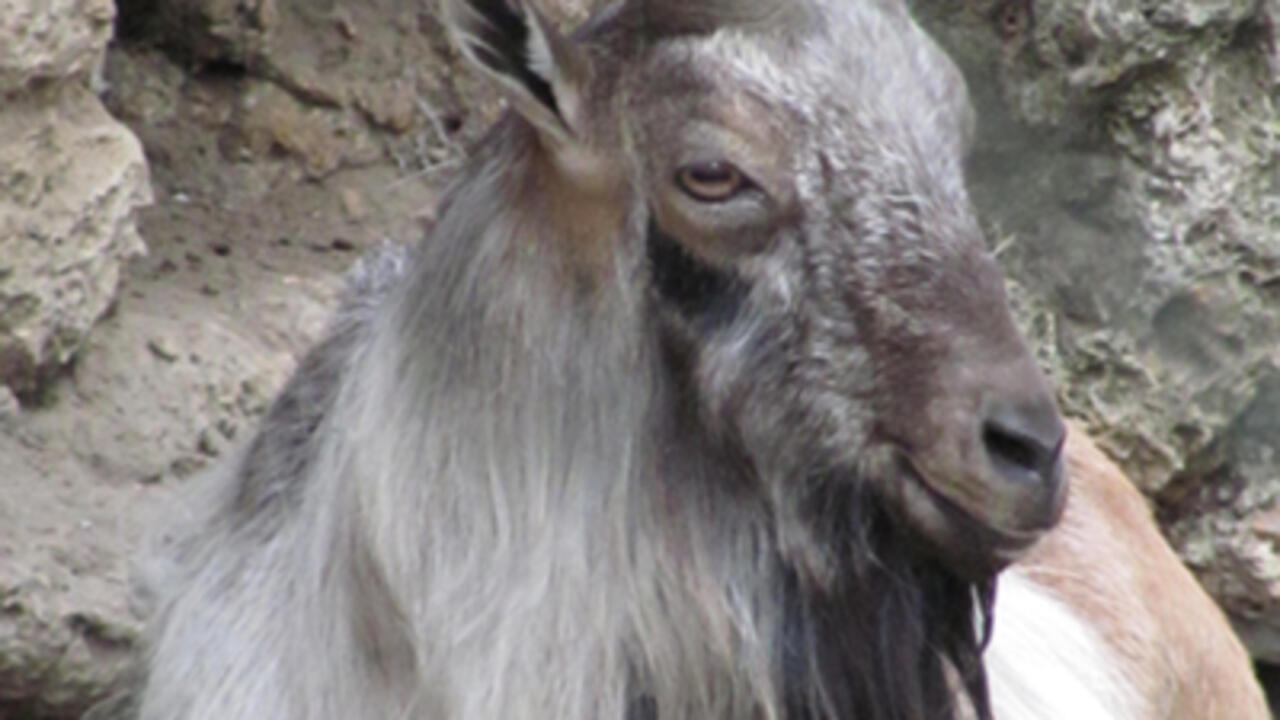 Extinct Ibex returned to French Pyrenees