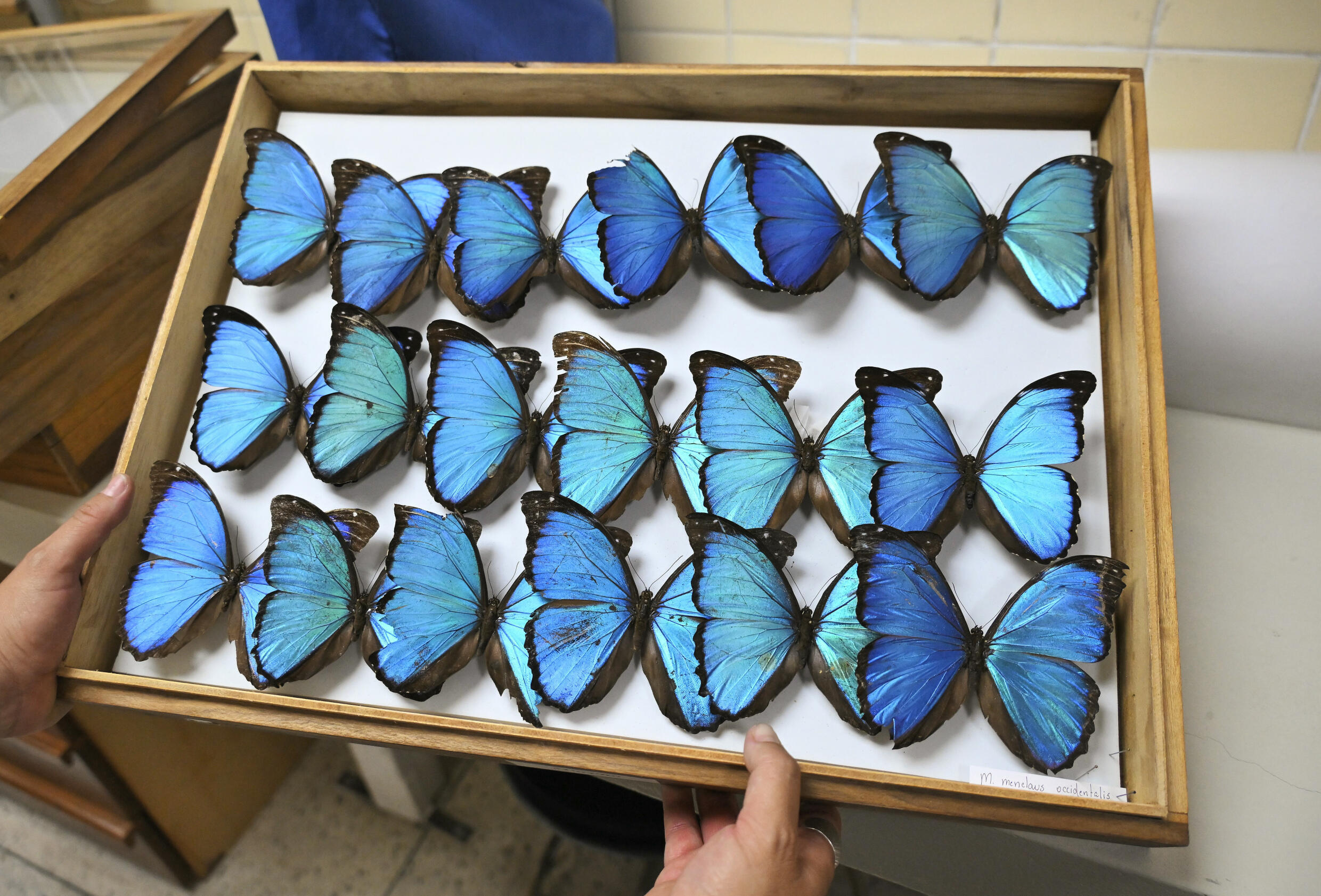 Mariposas, las joyas aladas para biólogas de Ecuador que miden el ...