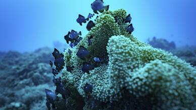 Stronger protection for marine life as landmark law takes hold on high ...