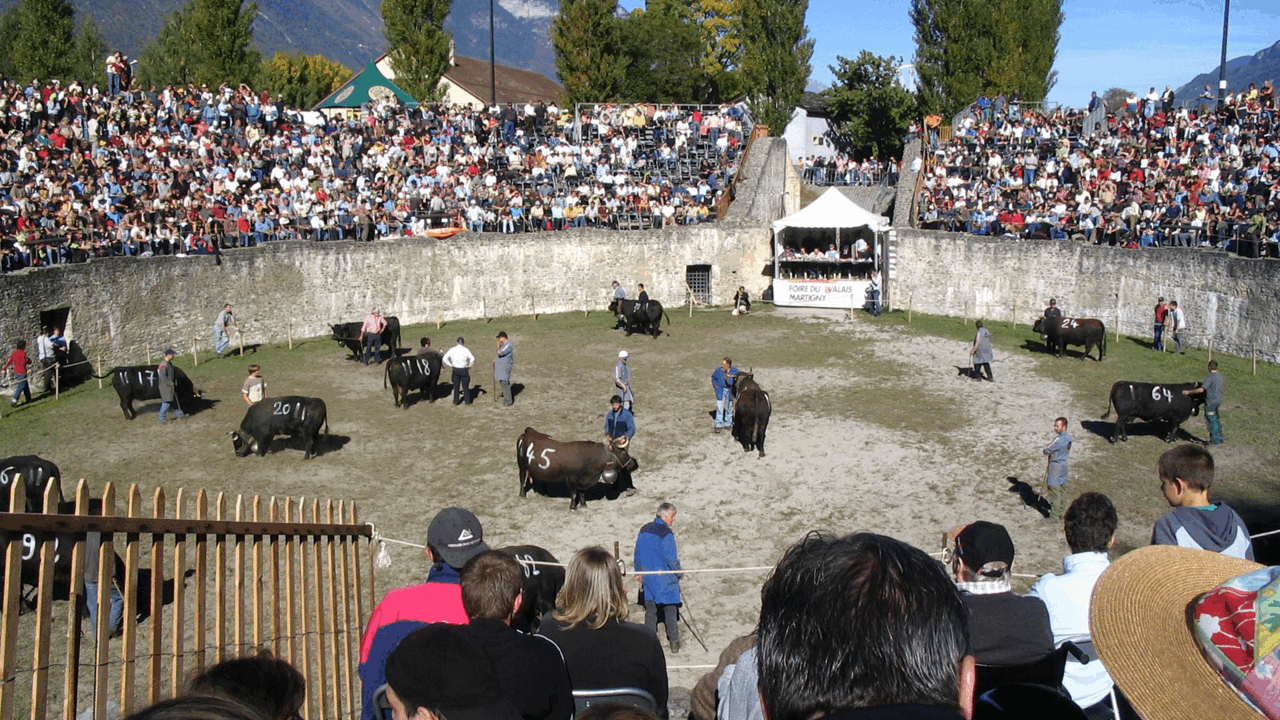 Suisse : Les « combats de reines » - Bonjour l'Europe