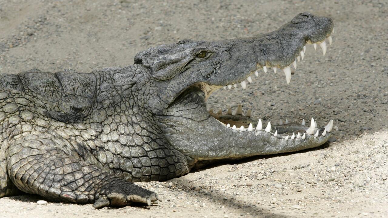 Un bébé qui pleure? Les crocodiles accourent! - C'est dans ta nature