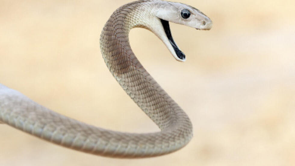 Le Congo-B veut un laboratoire capable de fabriquer des vaccins contre ...