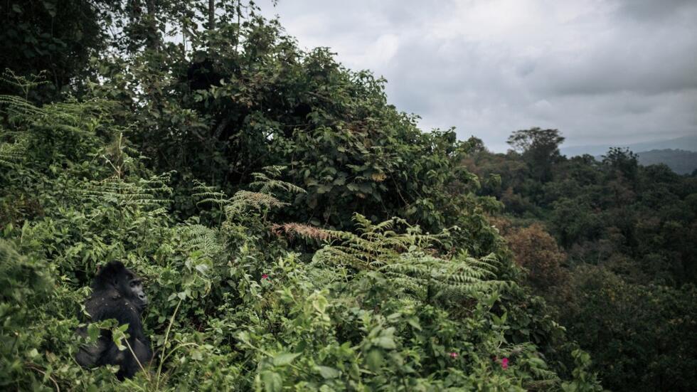 RDC: les dirigeants de l’Institut congolais pour la conservation de la ...