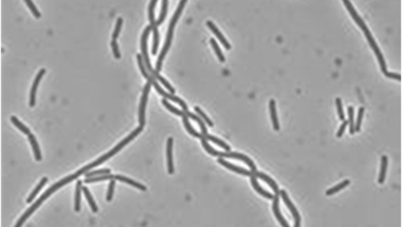 Descubrimiento de una bacteria prometedora