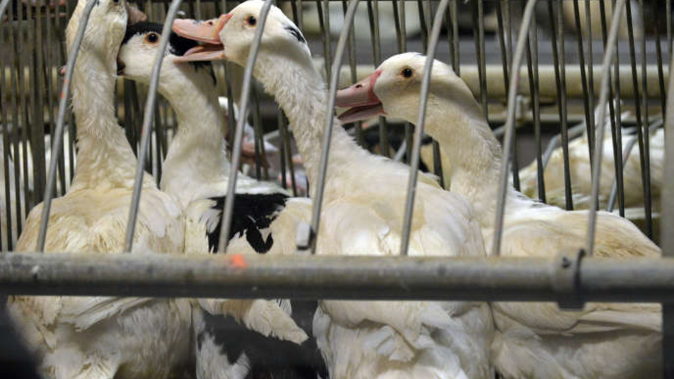 France set for new mass cull of ducks in third bird flu epidemic in ...