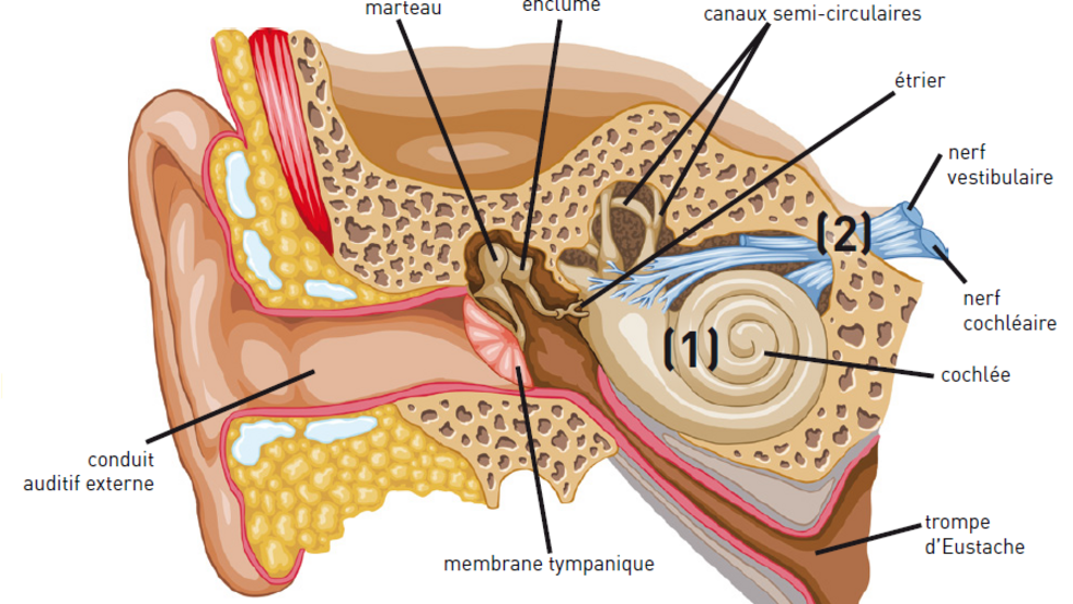 2. Journée nationale de l’Audition - Priorité santé