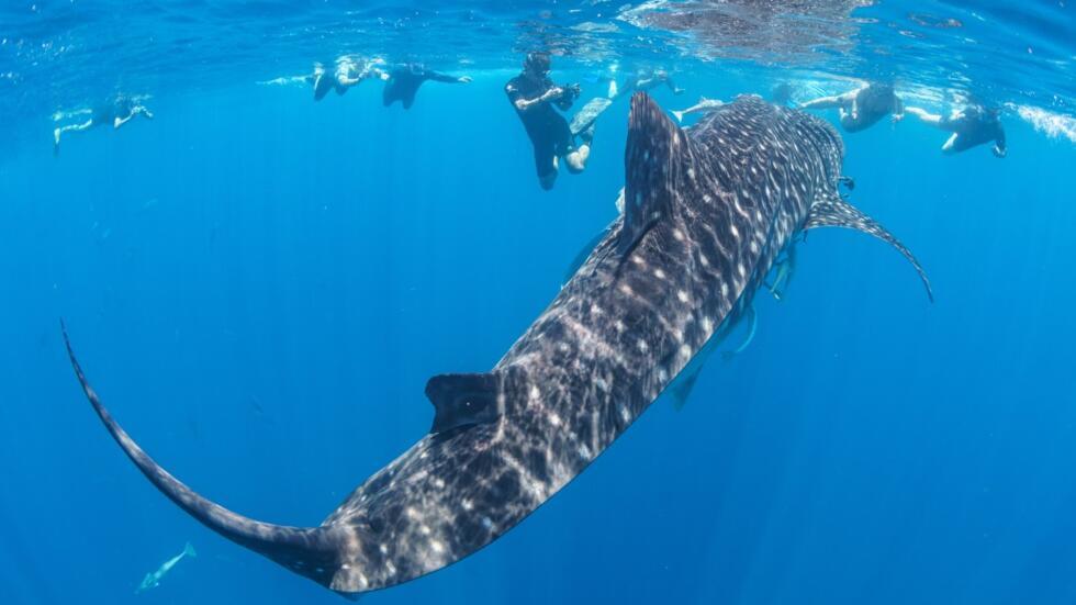 Madagascar: les requins baleines de Nosy Be, cadeau de la nature et ...