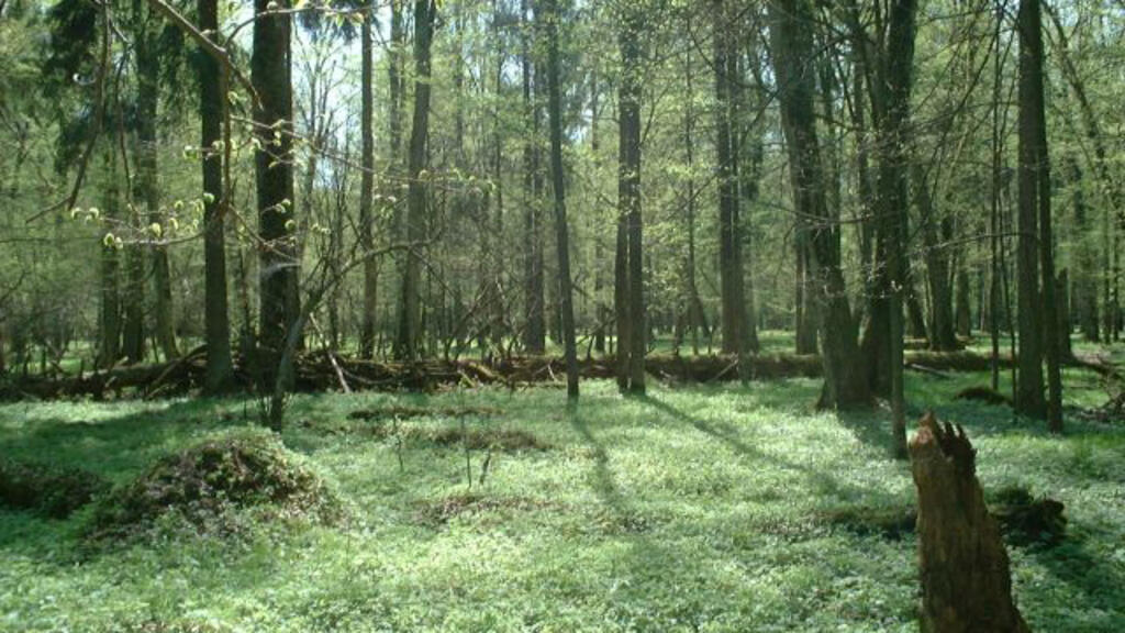 La forêt vierge de Bialowieza, classée patrimoine de l'Unesco, est en ...