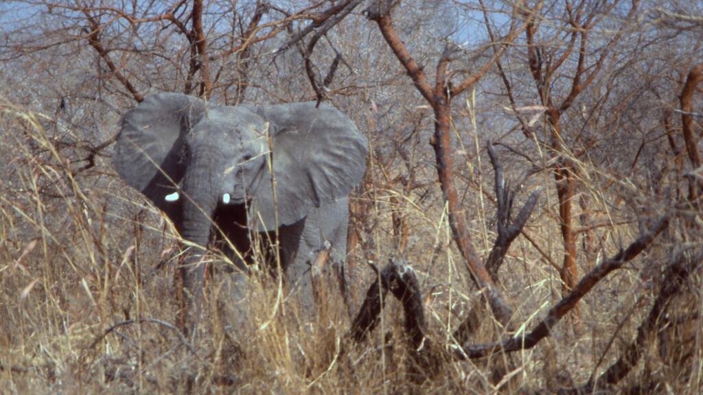 Nigeria: un impressionnant troupeau d'éléphants aperçu dans l'État de Borno