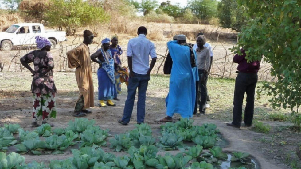 Sénégal: le bio se labellise - Chronique des matières premières