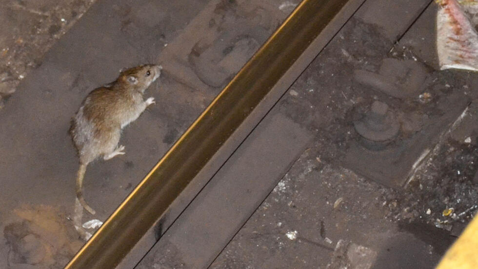 Pologne: Wroclaw, la ville où les rats sont bien plus nombreux que les ...