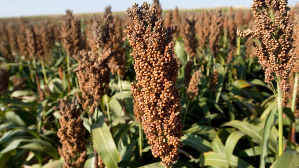 La bonne fortune du sorgho américain en Chine - Chronique des matières ...