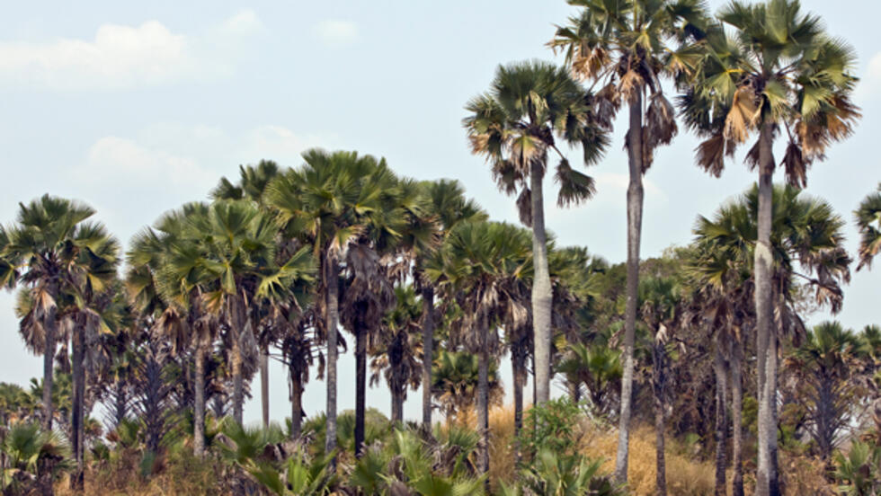 Sénégal : le reboisement des rôniers - Reportage Afrique