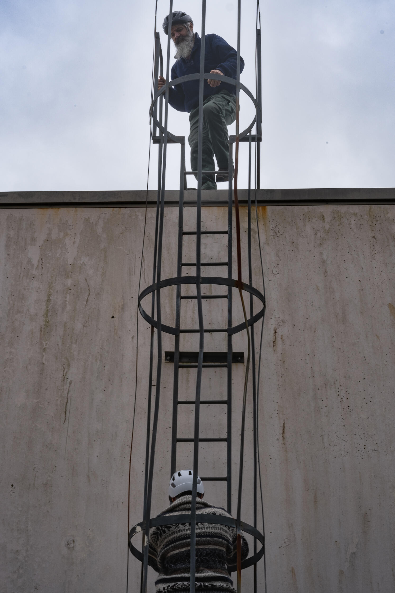 Le goéland argenté: un néo-urbain libre et fidèle