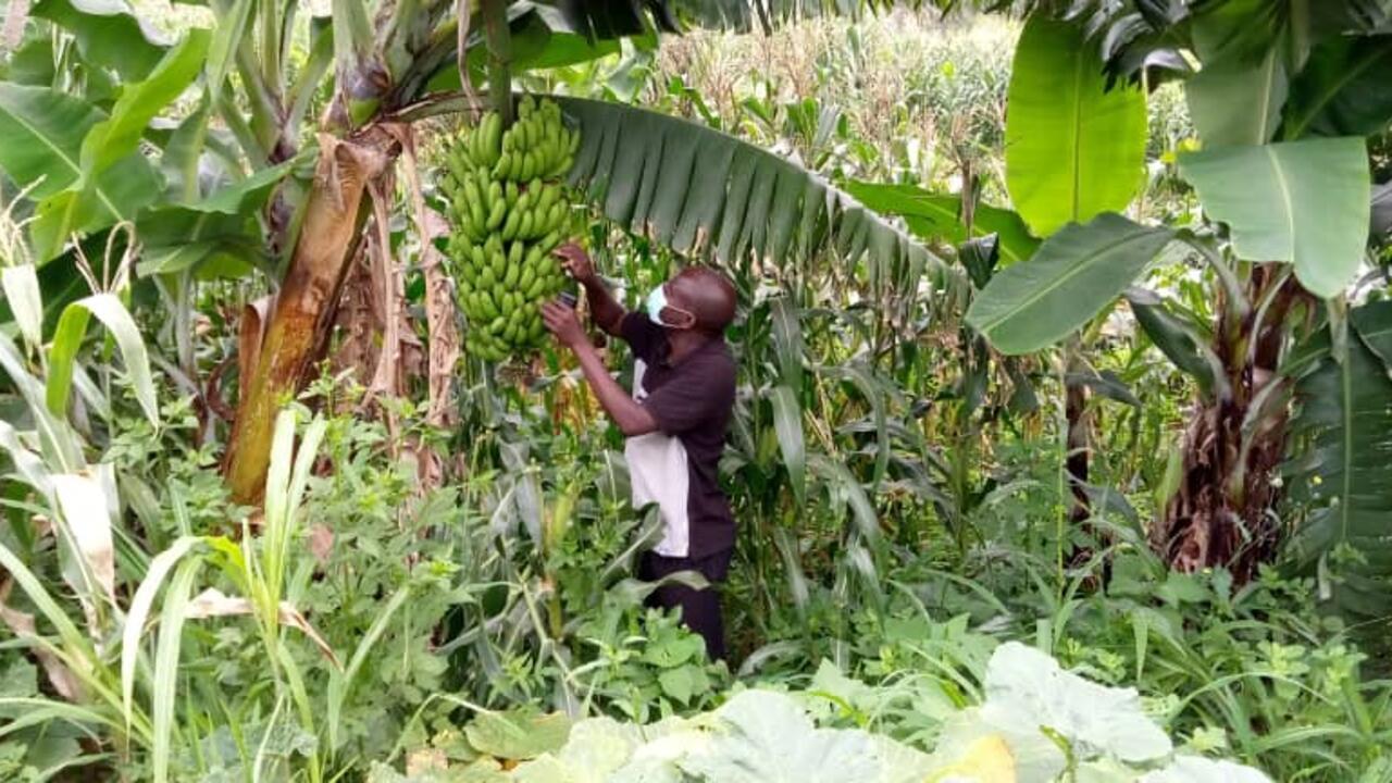Malawi farmers begin to bounce back after banana blight - RFI
