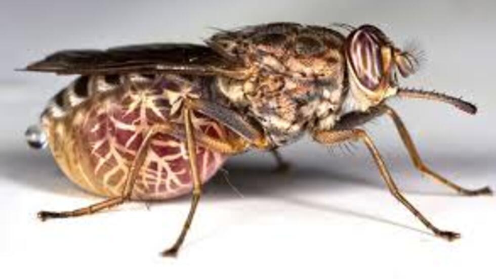 Côte d’Ivoire: vers l'élimination de la maladie du sommeil - Priorité santé