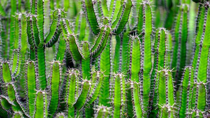 Même les cactus vont avoir trop chaud - C'est dans ta nature