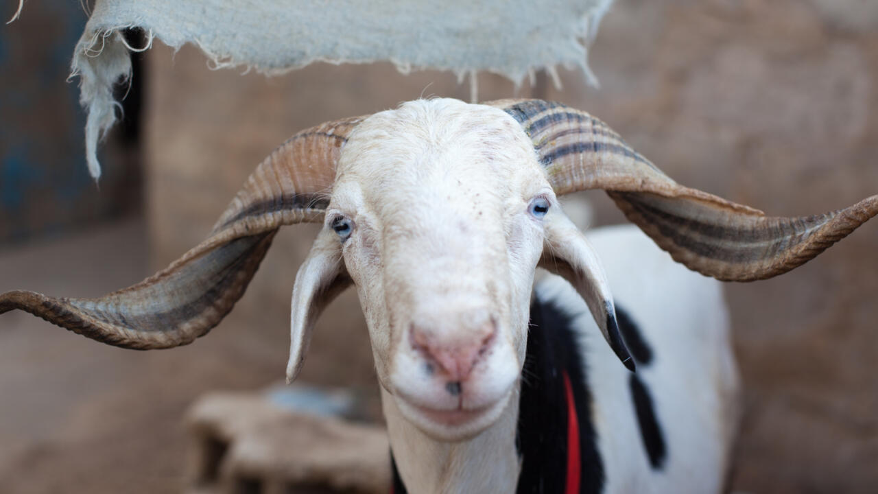 Congo-B: en zone forestière, les populations s’adonnent à l’élevage ...