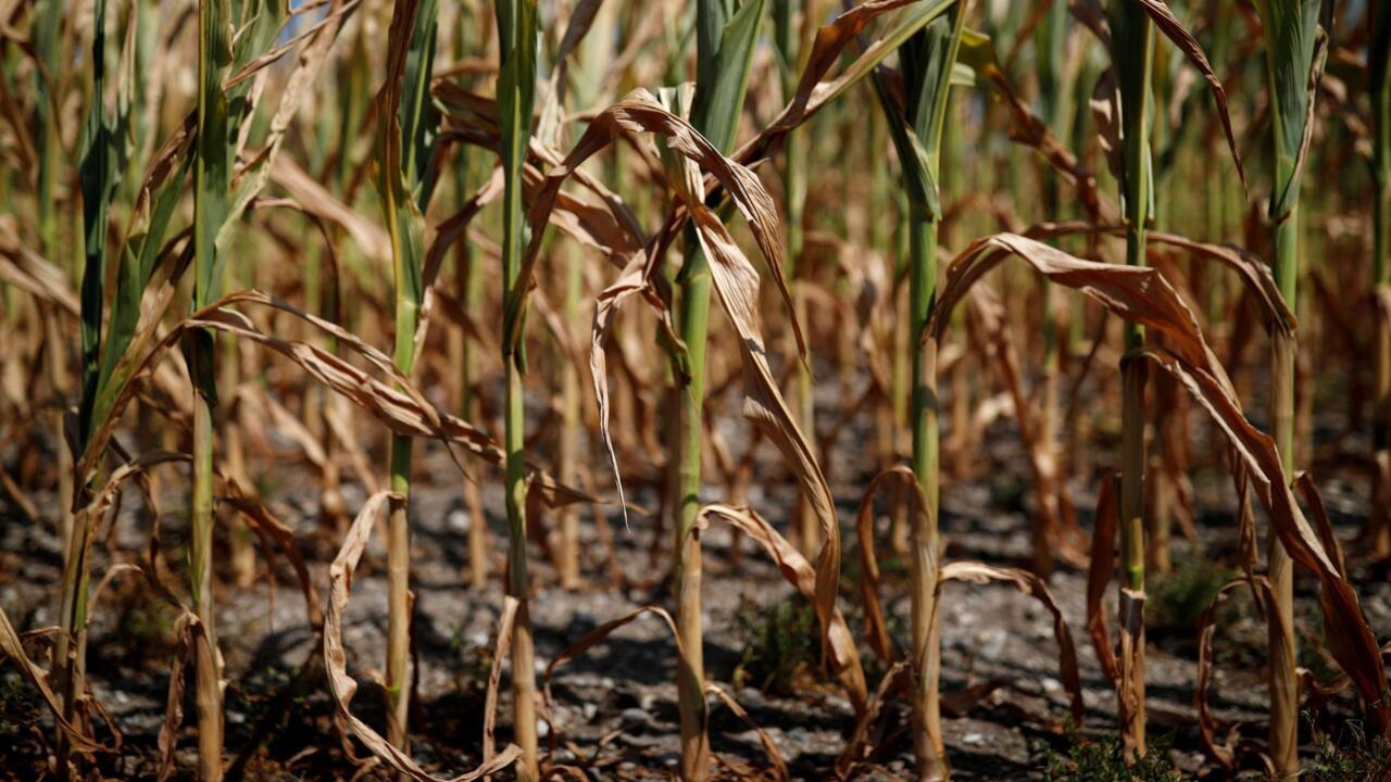 French farmers plea for government help as heatwave parches crops