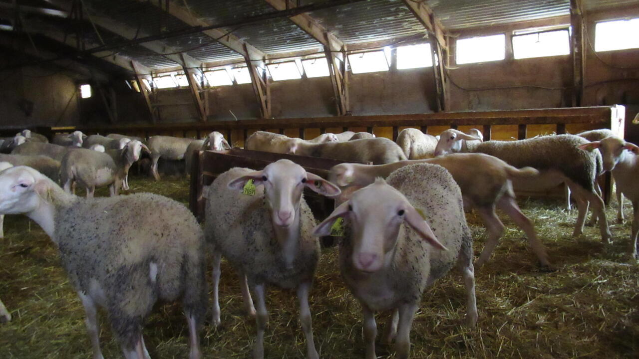 Sheep farmers in Aveyron warn against over-protecting wolves in France ...