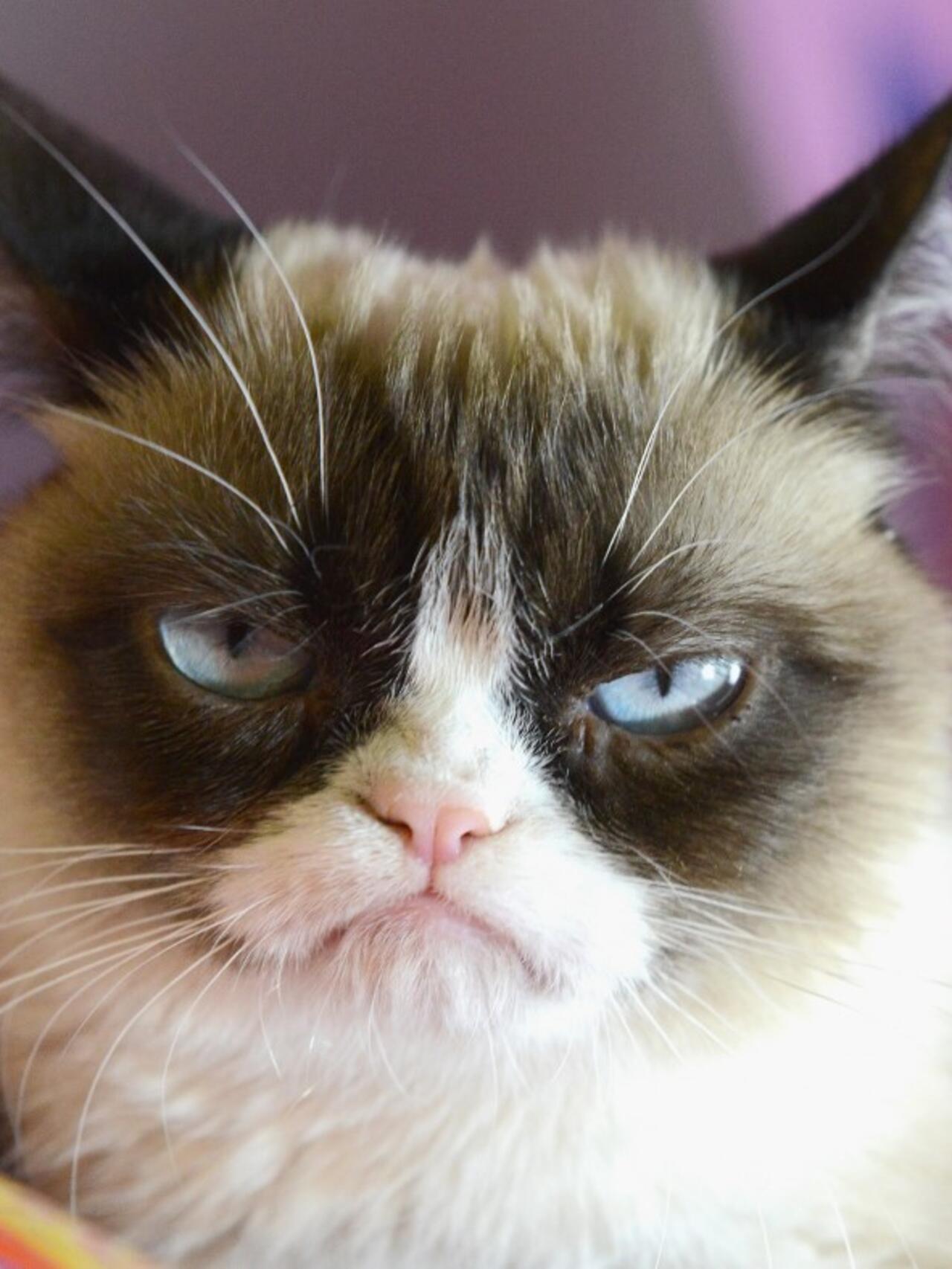 Grumpy Cat Facebook Cover