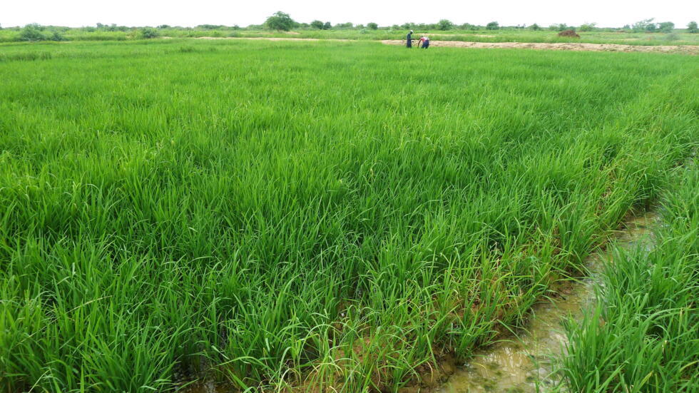 Senegal glams-up farming with reality TV show - International report