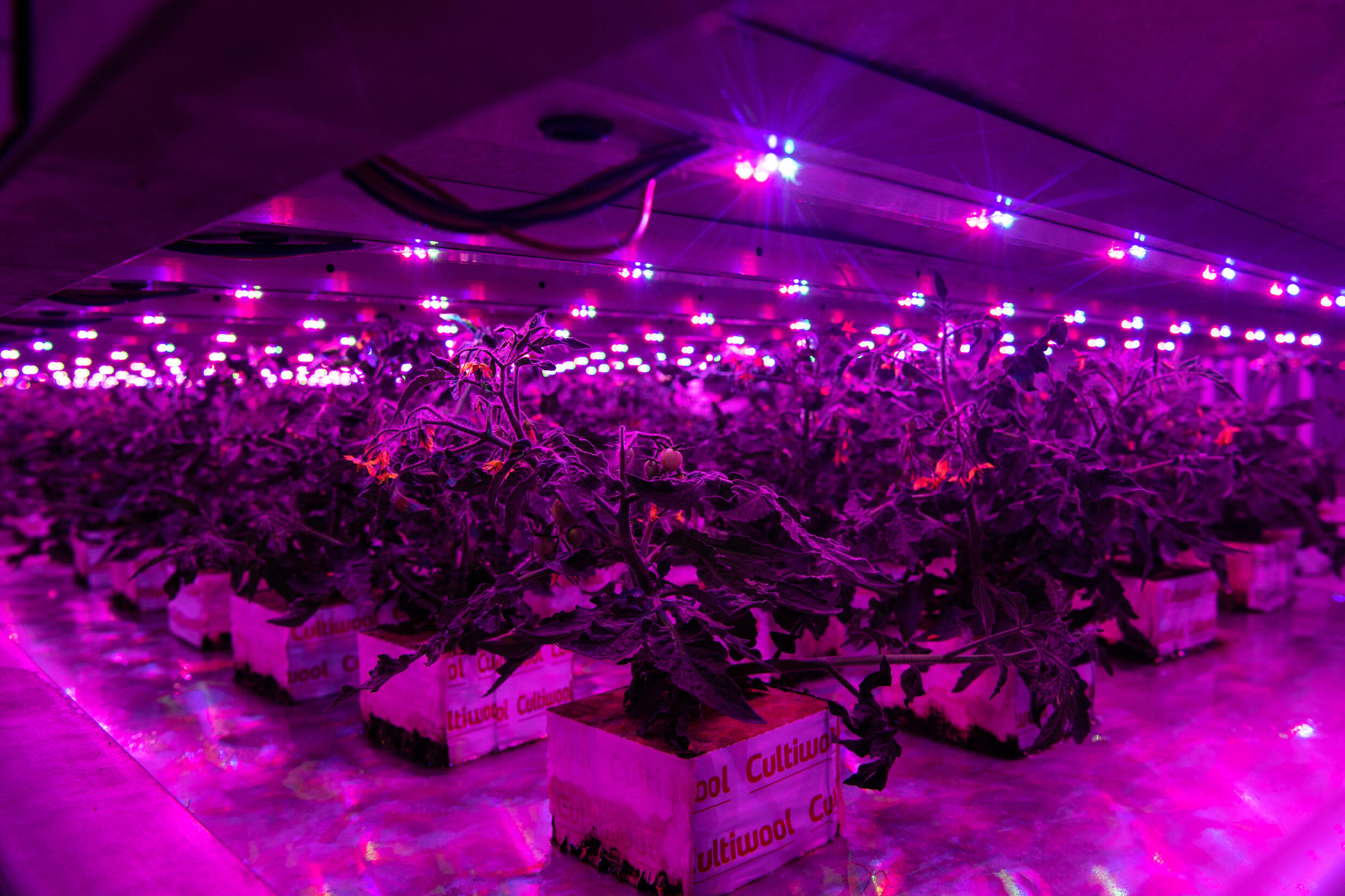 LED tech boosts saplings, hopes for UK net zero bid