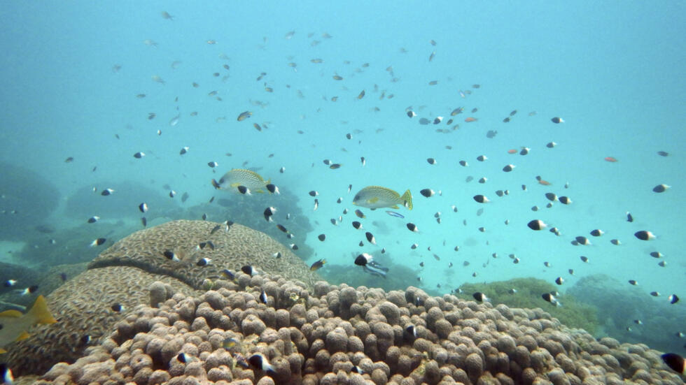 ONU chega a acordo histórico para proteção da biodiversidade dos oceanos