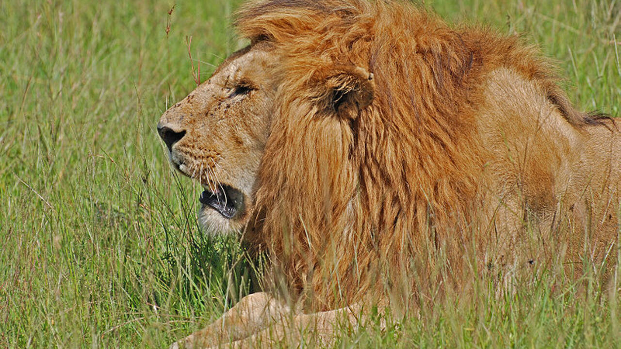 Mzozo kati ya wanyamapori na binandamu watokota - Habari RFI-Ki