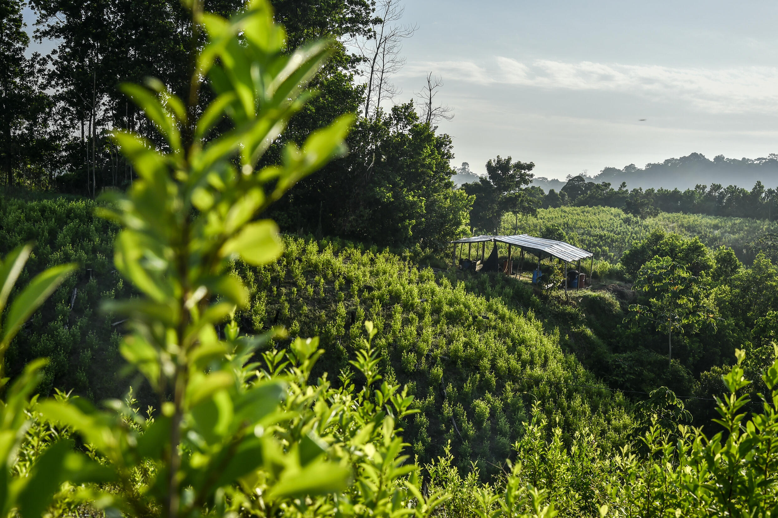 Tibú, "tierra de nadie" en Colombia que acoge unas negociaciones de paz
