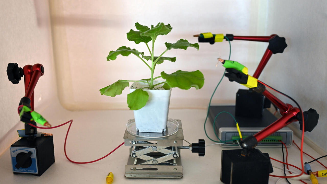 Combinar tecnología y naturaleza para crear "robots-plantas" - RFI