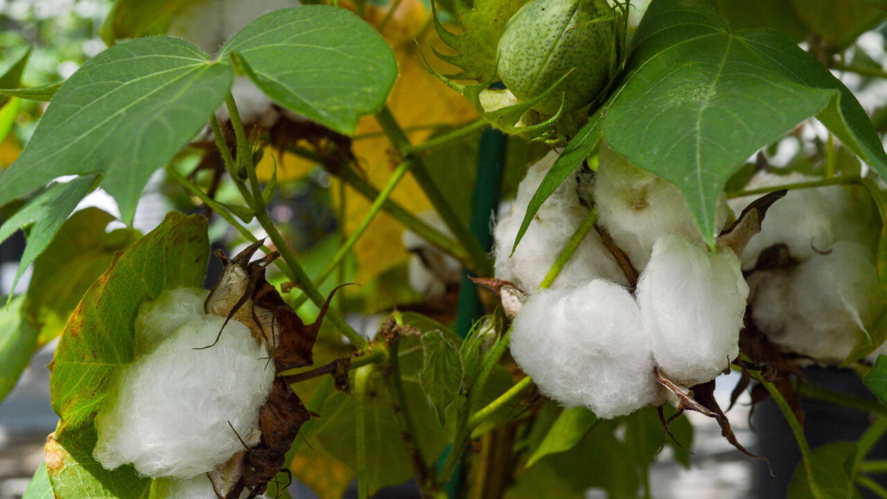 Etats--Unis: une nouvelle variété de coton - Chronique des matières ...
