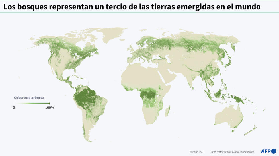 Datos y cifras sobre los bosques, santuarios amenazados del planeta