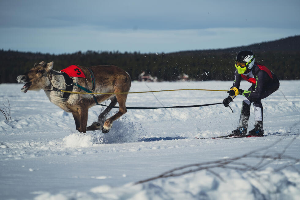 Reindeer racing king crowned in Arctic tournament