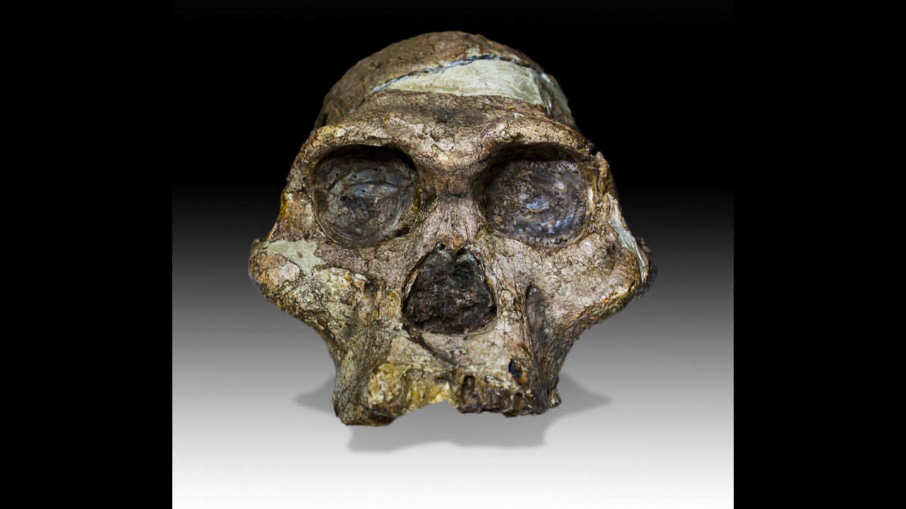 L'australopithèque «Madame Ples» est finalement une contemporaine de Lucy