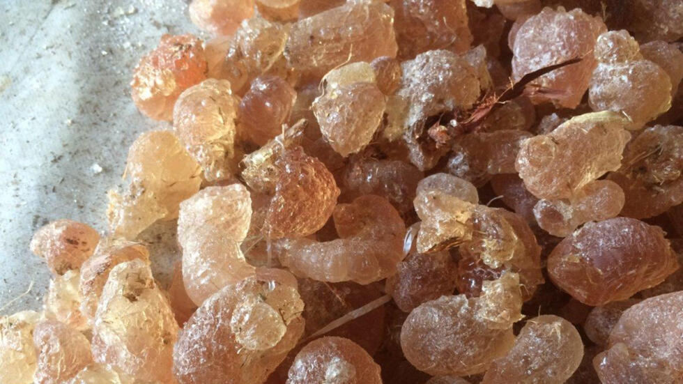 La gomme d'acacia soudanaise à l'épreuve du conflit - Chronique des ...